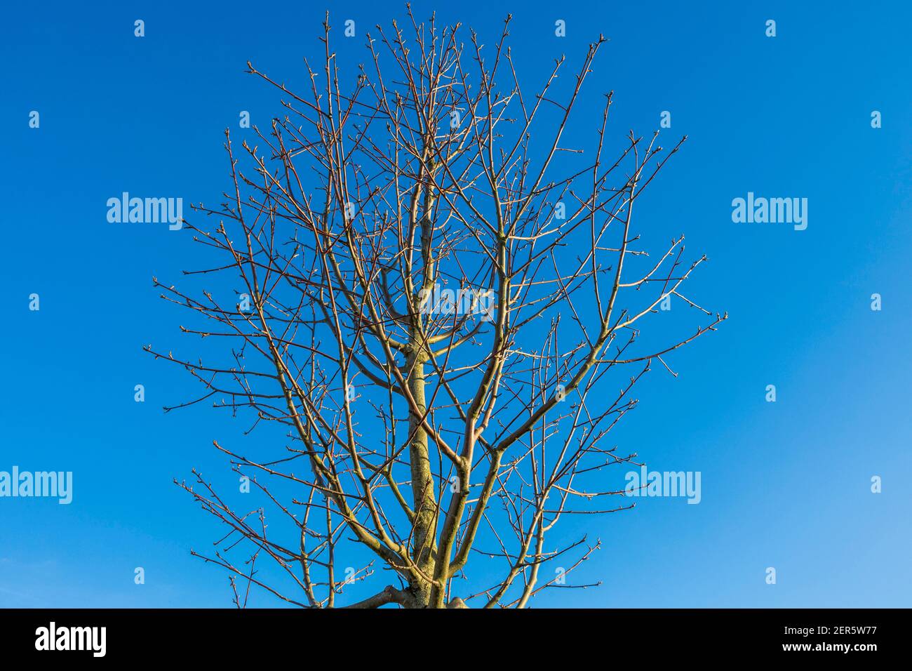 Beautiful spring view of leafless tree top on blue sky background Stock ...