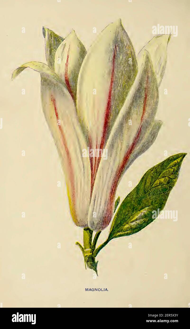 Edward flower hi-res stock photography and images - Alamy