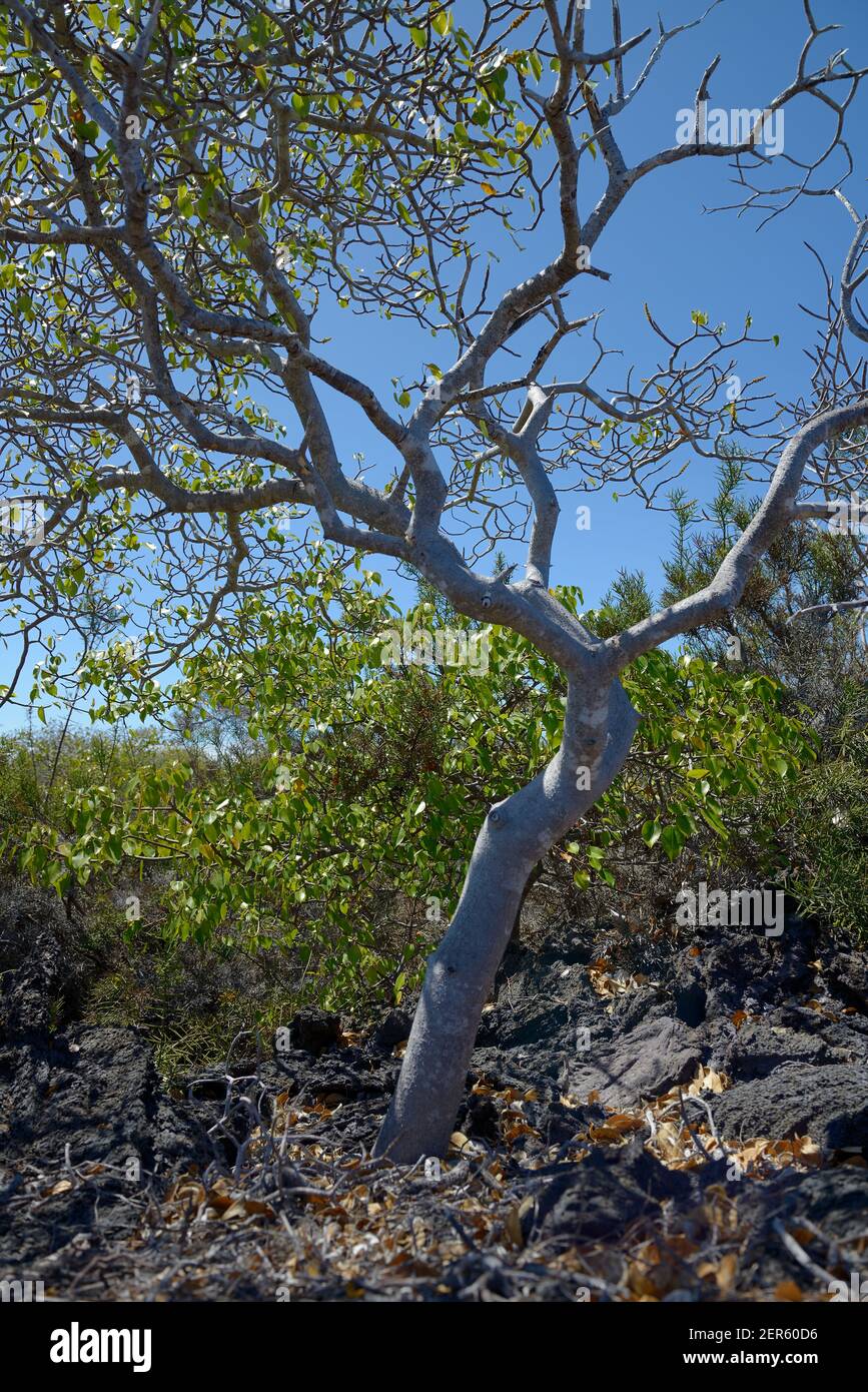 Punta moreno hi-res stock photography and images - Alamy