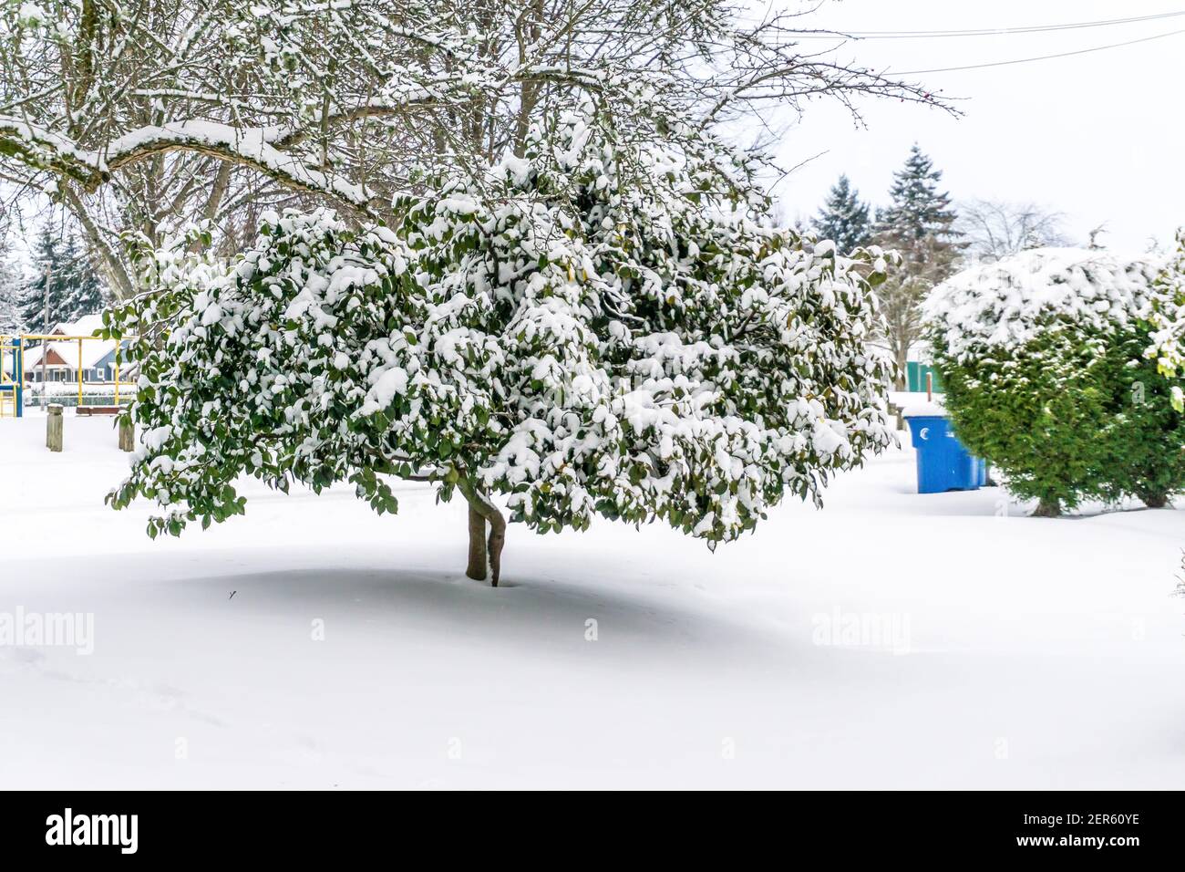 Snow covers bushes in a front yard in Burien, Washington Stock Photo ...
