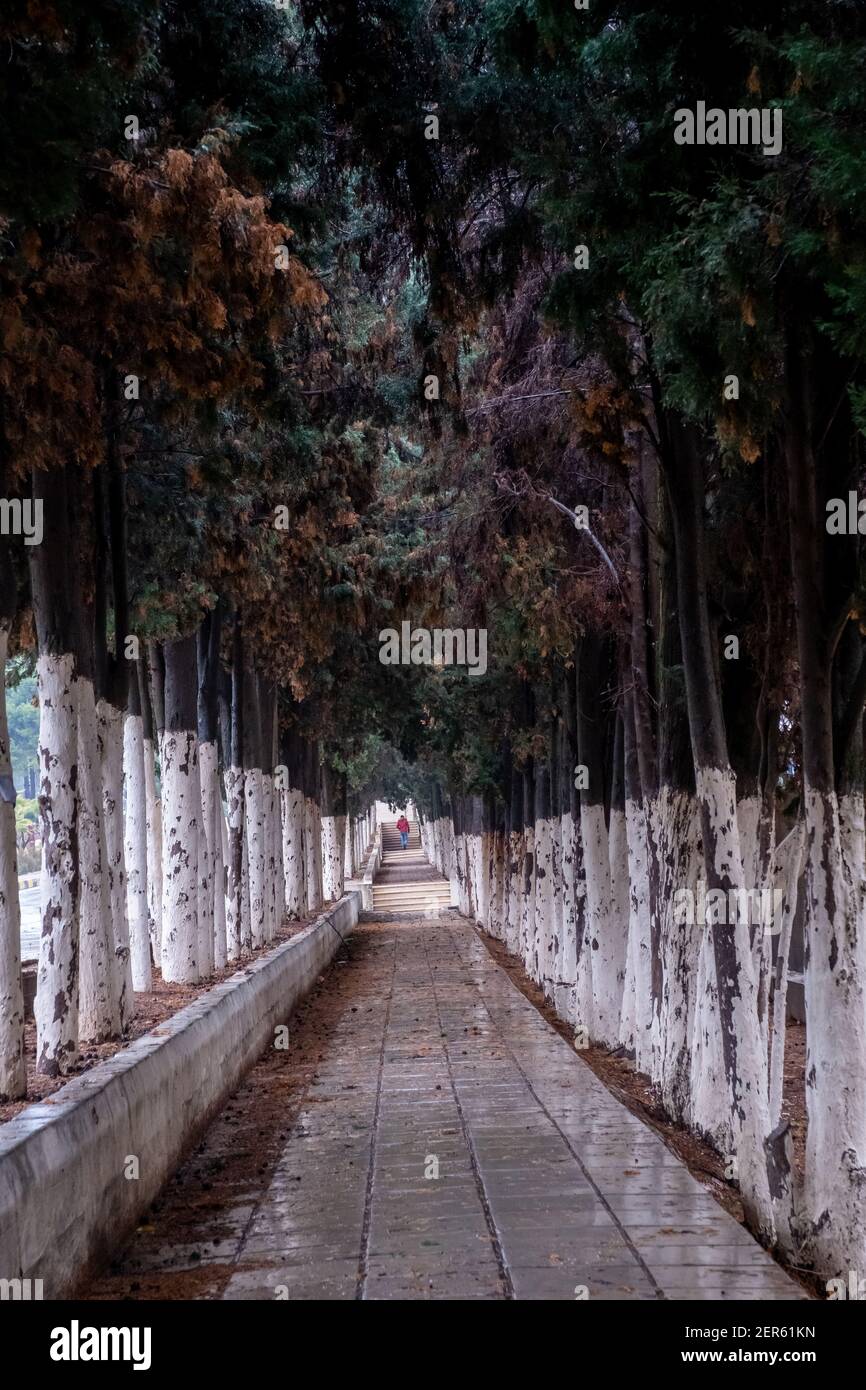 Old rusty side walk with long trees Stock Photo - Alamy