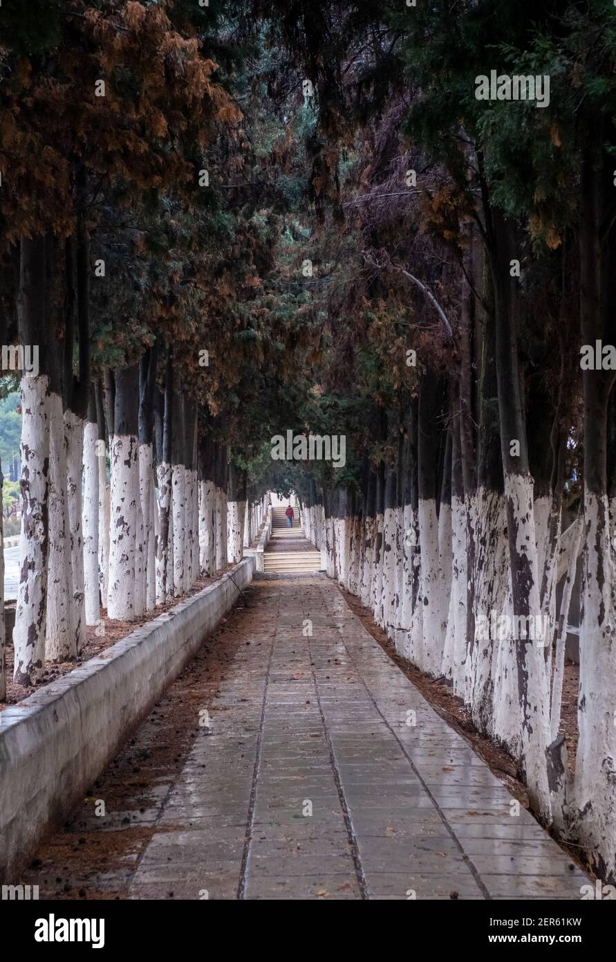 Old rusty side walk with long trees Stock Photo - Alamy