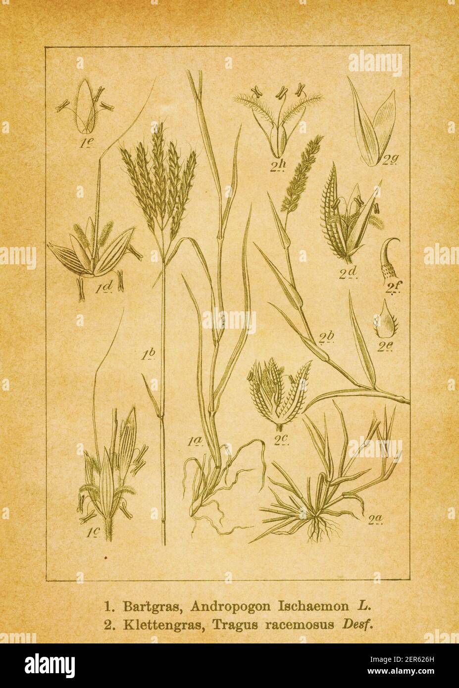 19th-century engraving of yellow bluestem and stalked burr grass ...