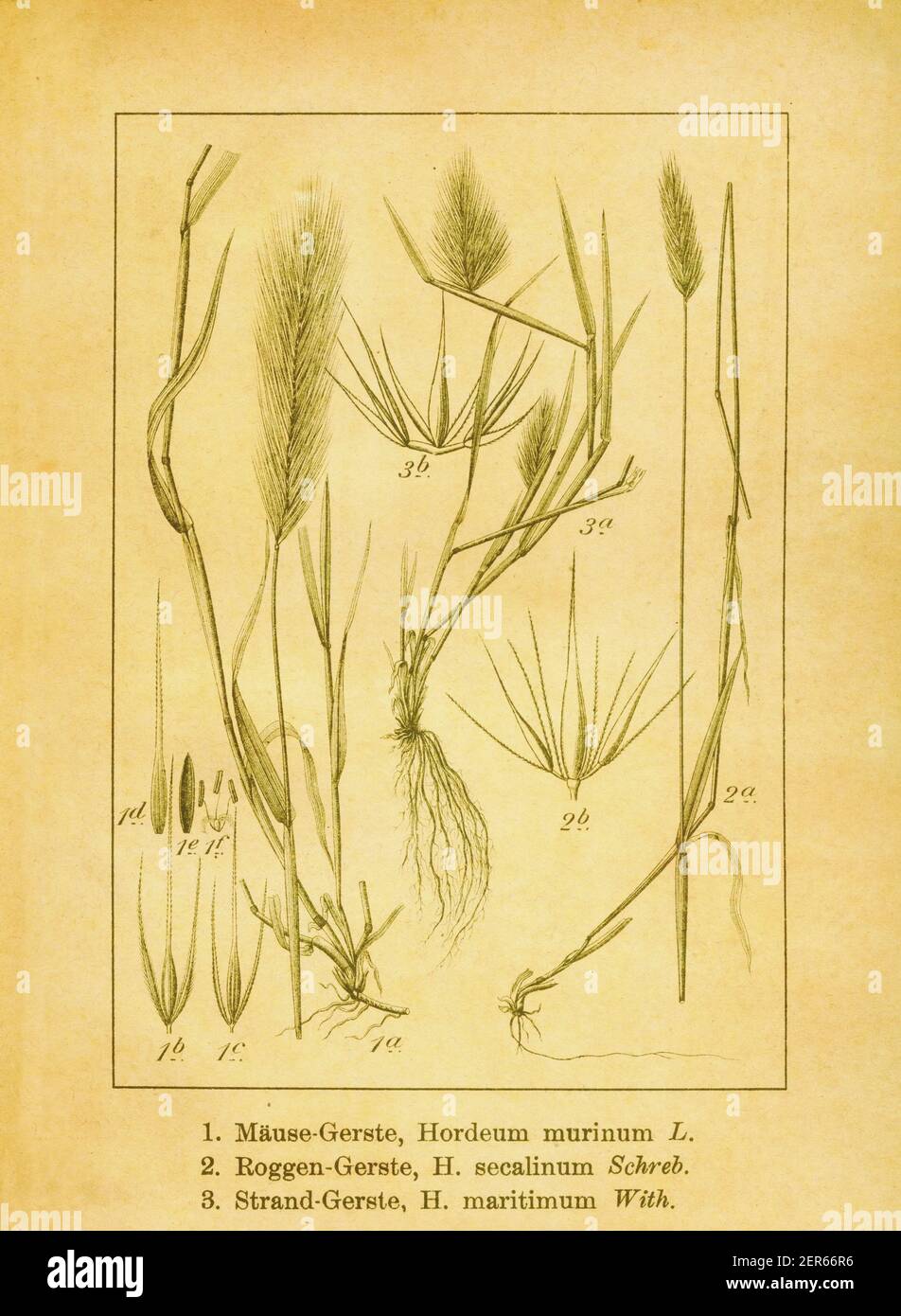 Botanical illustration of barley hi-res stock photography and images ...