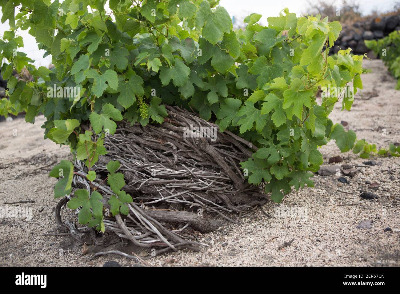 Assyrtiko greece hi-res stock photography and images - Alamy