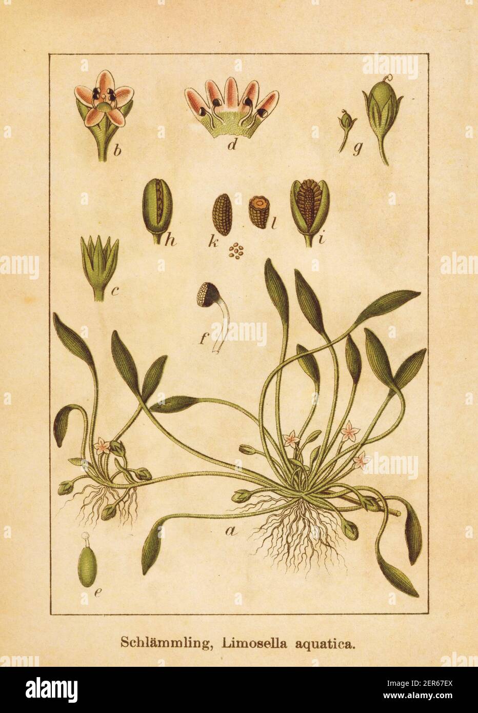 Antique illustration of a limosella aquatica, also known as water ...