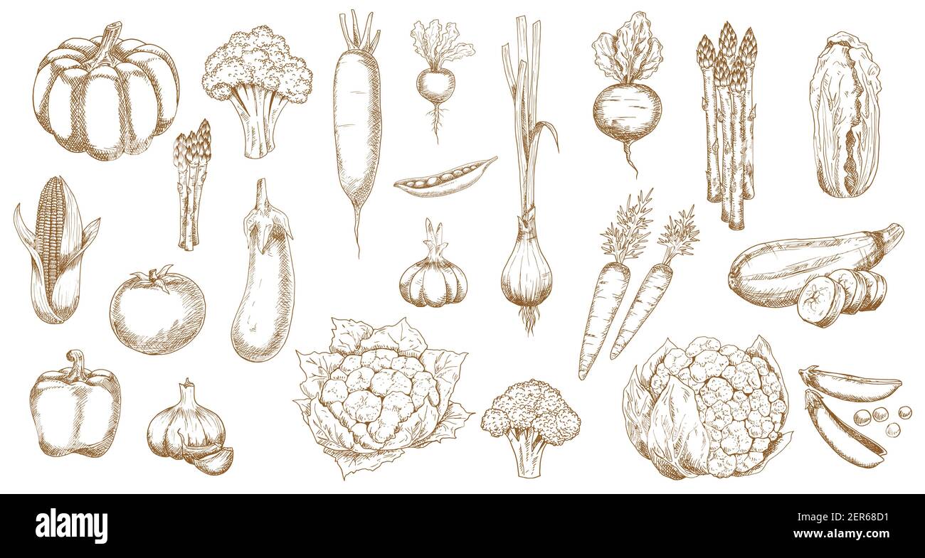 Fresh farm vegetable vector sketches of garden veggie food. Isolated ...