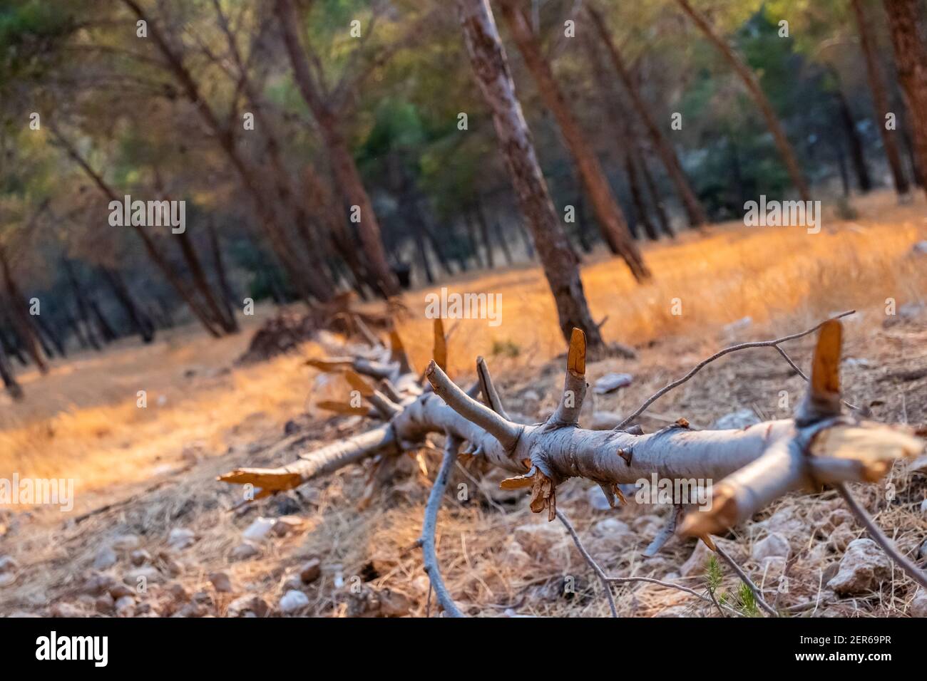 Park during autumn in the golden hour Stock Photo - Alamy