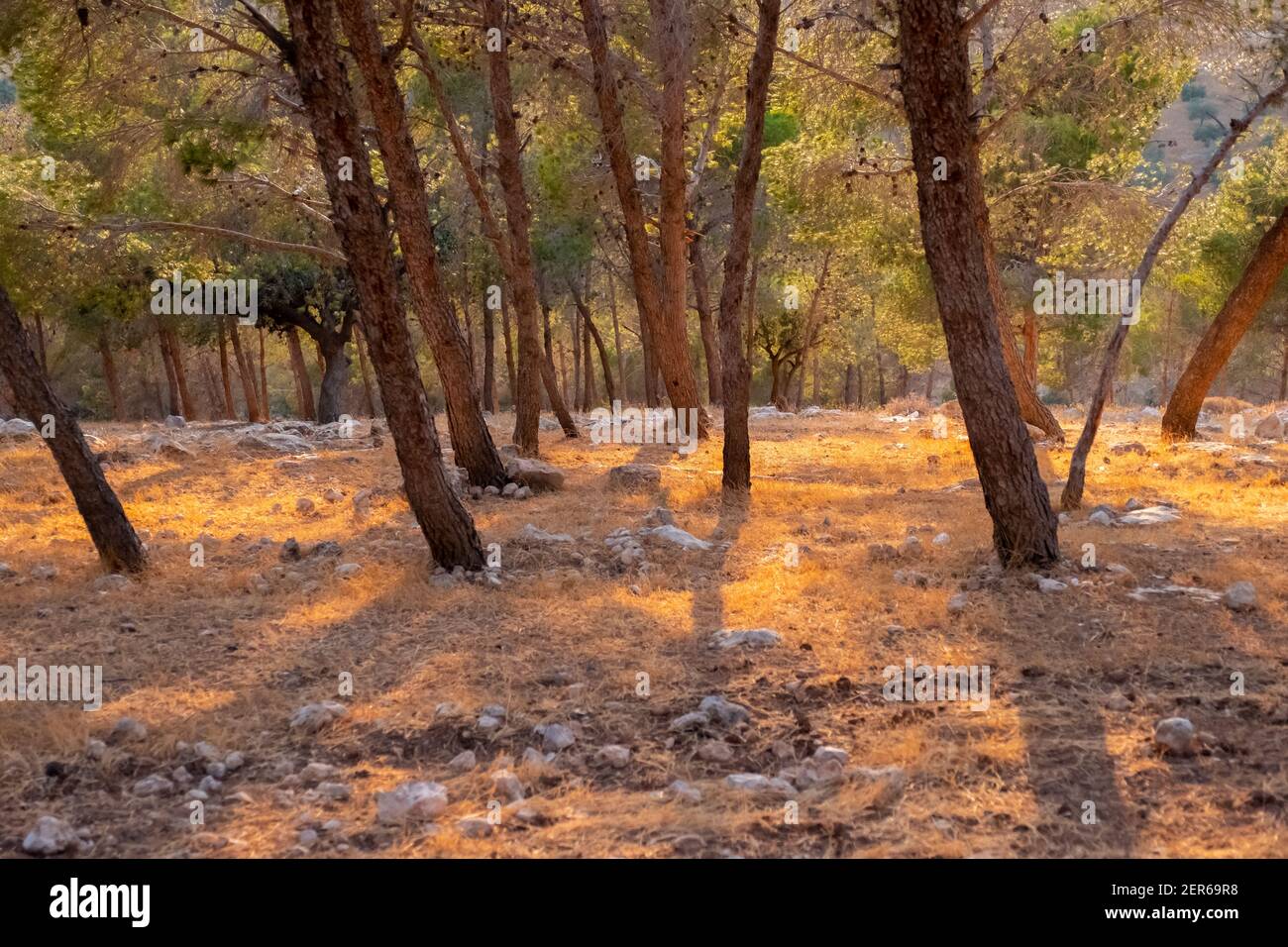 Park during autumn in the golden hour Stock Photo - Alamy