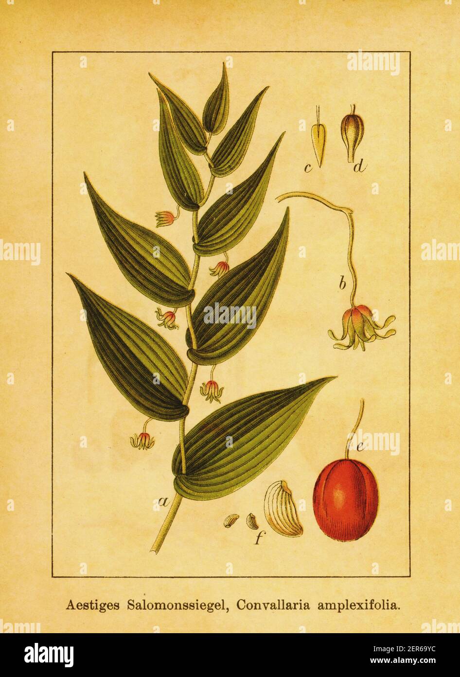Amplexifolia hi-res stock photography and images - Alamy