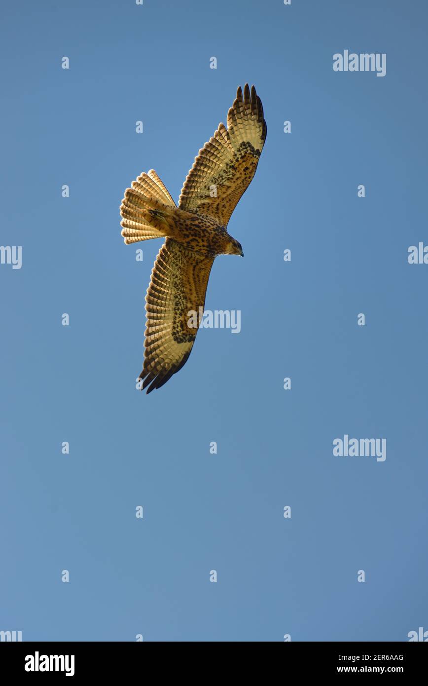 Hawks of ecuador hi-res stock photography and images - Alamy