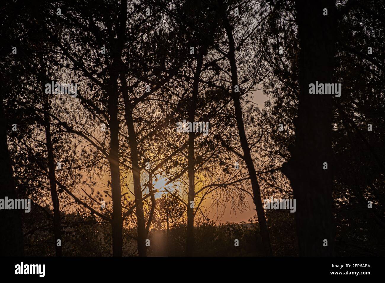 Park during autumn in the golden hour Stock Photo - Alamy
