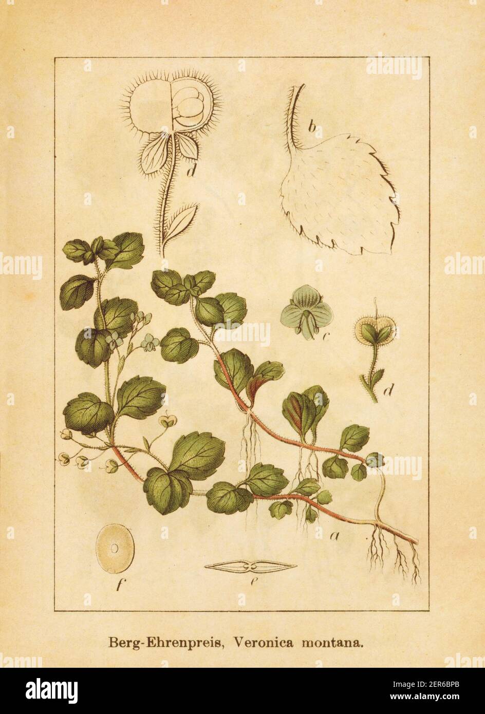 Antique illustration of a veronica montana, also known as wood ...