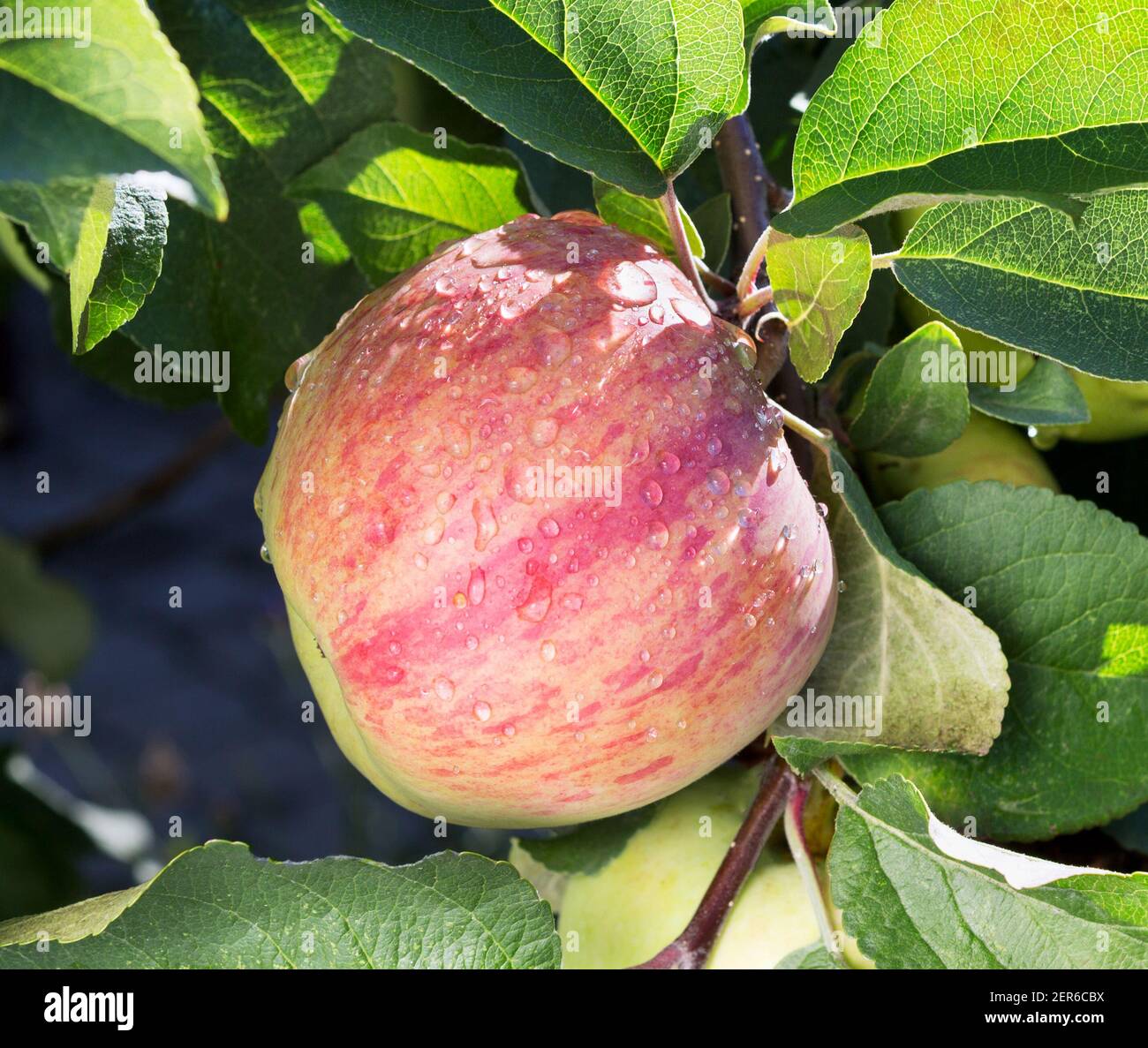 Apple tree with ripe apple fruit. Ripe apples growing on apple tree ...