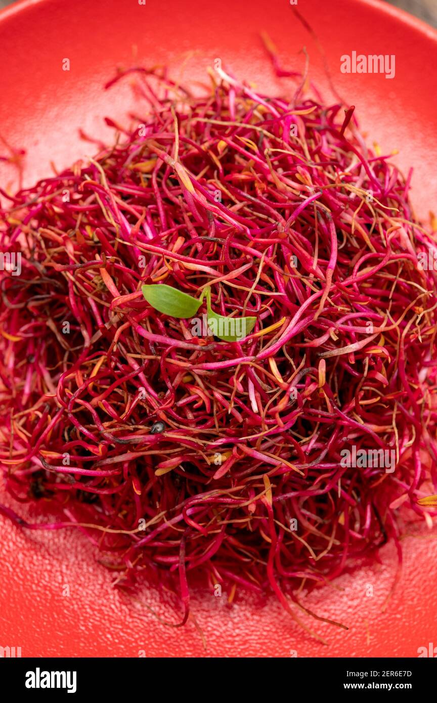 Healthy food, young sprouts plants of red beet ready for consumption ...