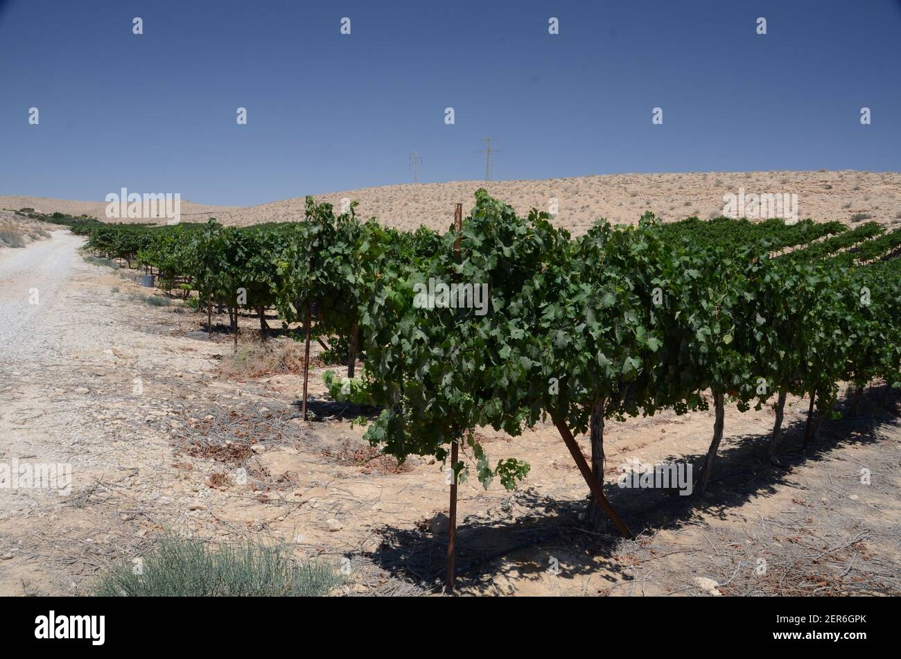 Grape vines growing at a winery in the Negev Desert in Israel Stock ...