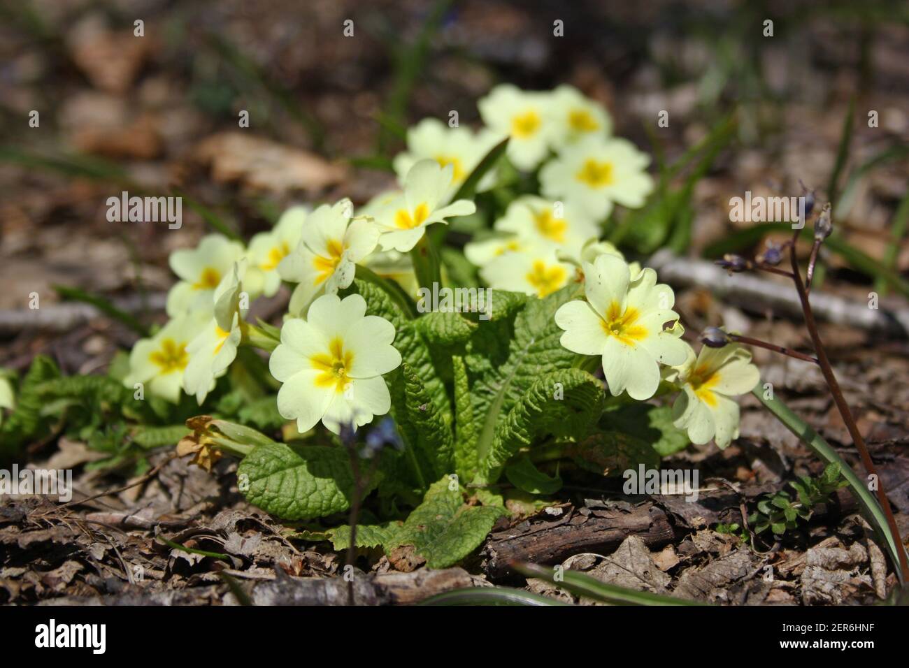 Primrose, Auricula, Cowslip, Oxlip, yellow primrose flowers in the ...