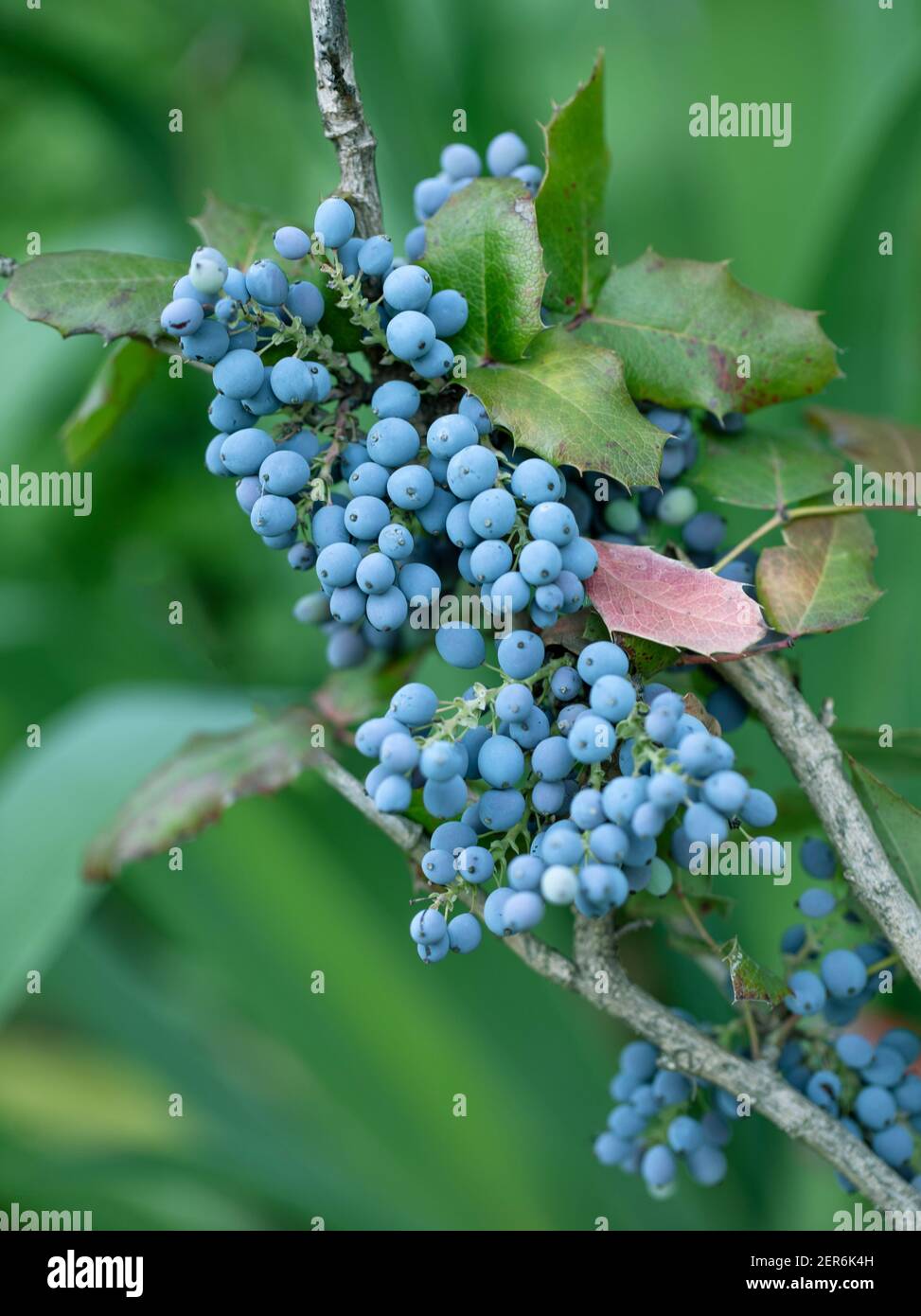 Mahonia aquifolium soft focus. Evergreen plant with deep fruits Stock ...