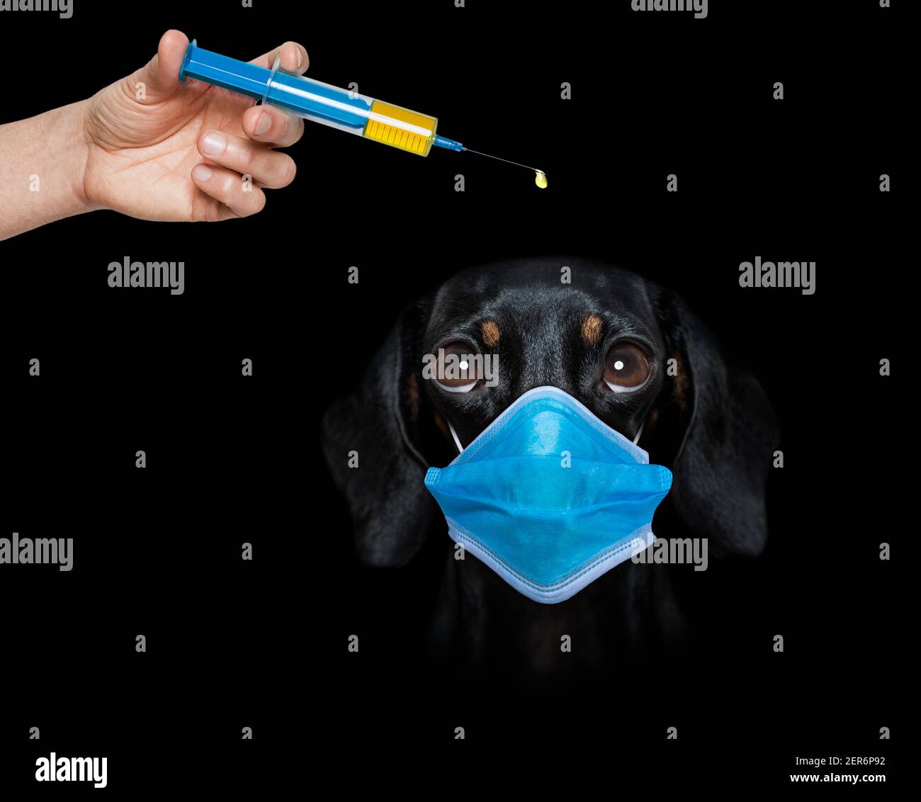 sick and ill dachshund sausage dog isolated on white background with ...