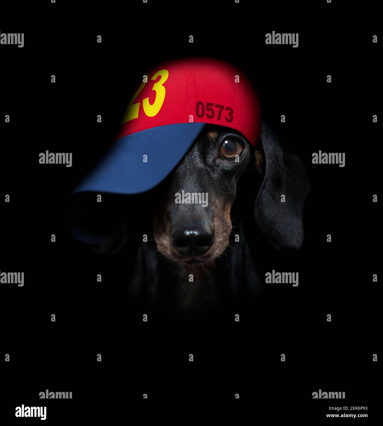 cool casual look dachshund dog wearing a baseball cap or hat , sporty ...