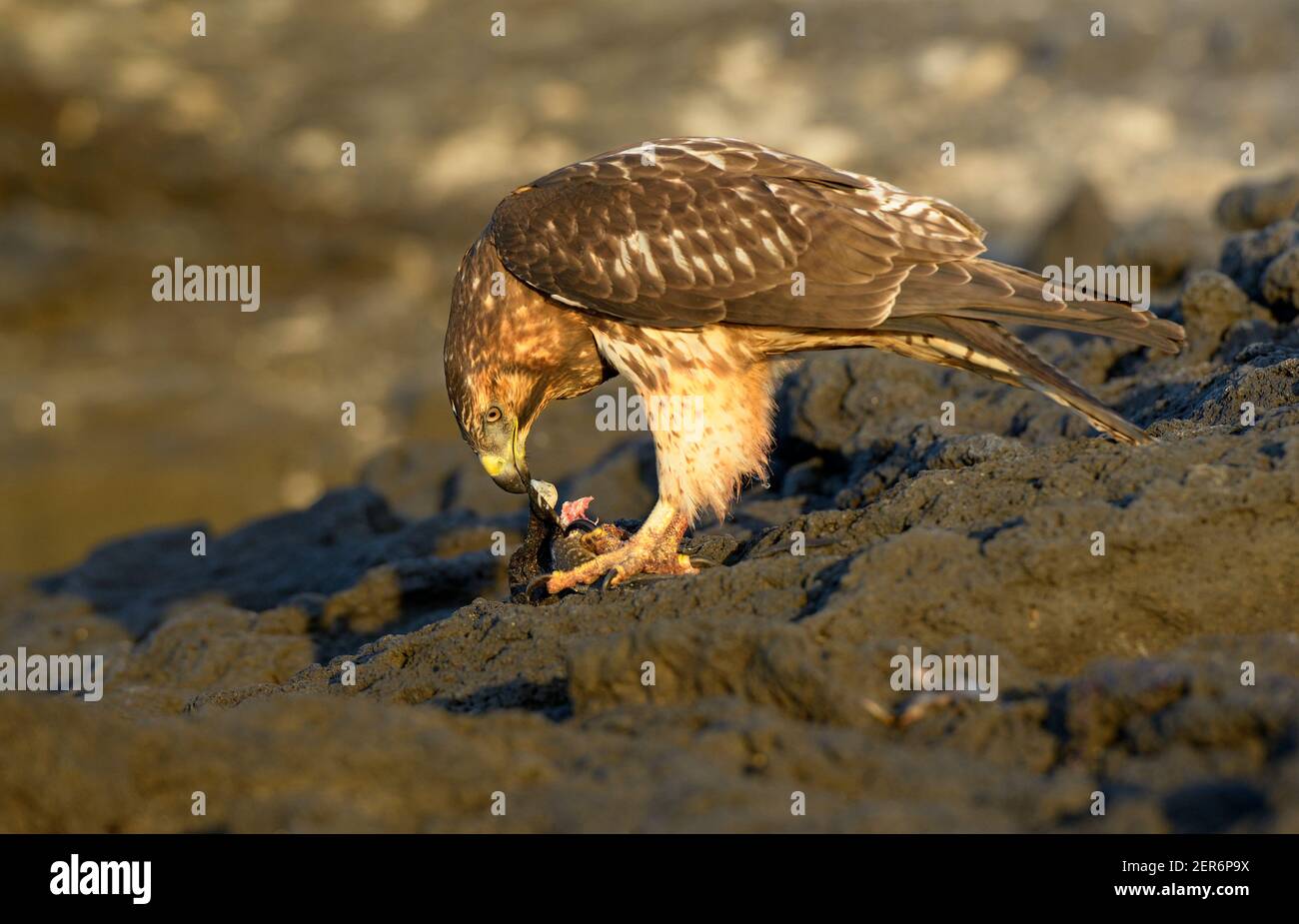 Galapagos Hawk (Buteo galapagoensis) eating a small marine iguana ...