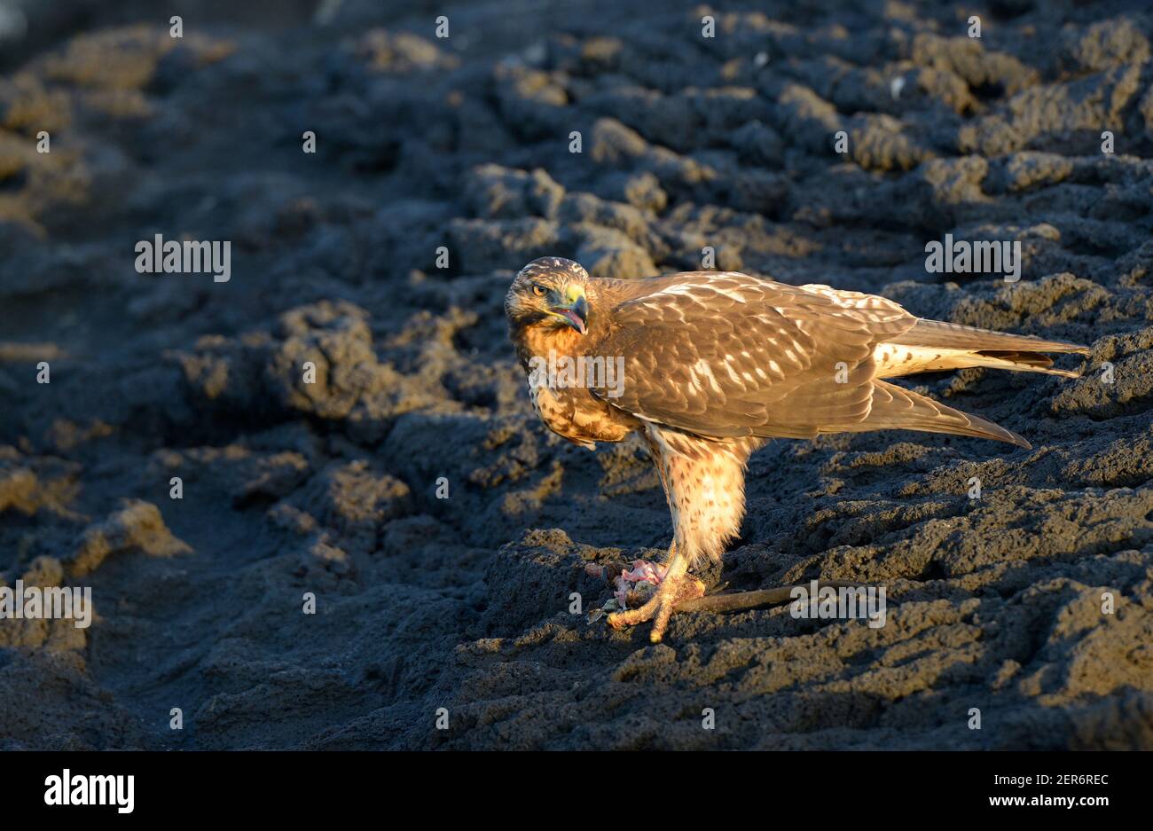 Galapagos Hawk eating a small marine iguana at sunset, Punta Espinosa ...