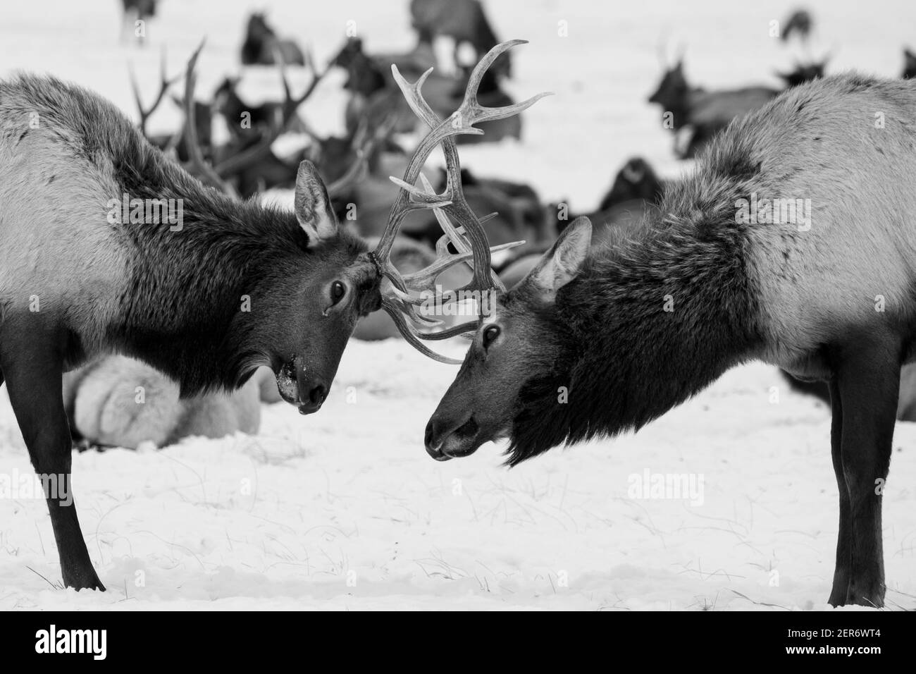 Fighting bull elk Black and White Stock Photos & Images - Alamy