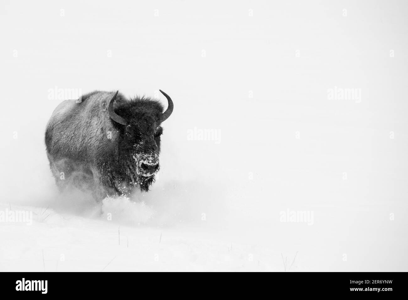 Buffalo running Black and White Stock Photos & Images - Alamy