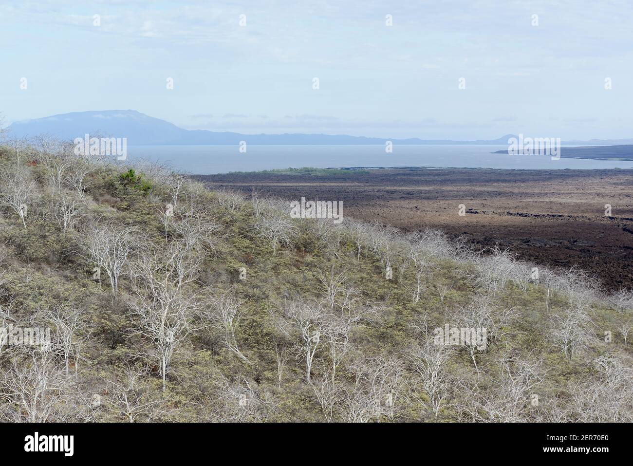 Tagus Cove, Isabela Island, Galapagos Islands, Ecuador Stock Photo - Alamy