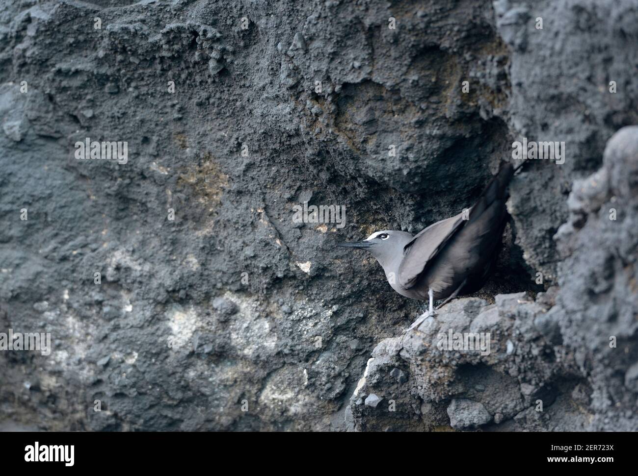 Brown Noddy or Common Noddy (Anous stolidus), Tagus Cove, Isabela ...