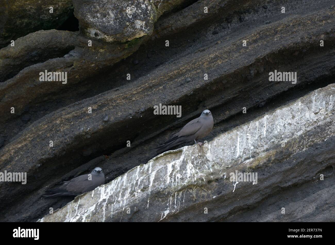 Brown Noddy or Common Noddy (Anous stolidus), Tagus Cove, Isabela ...