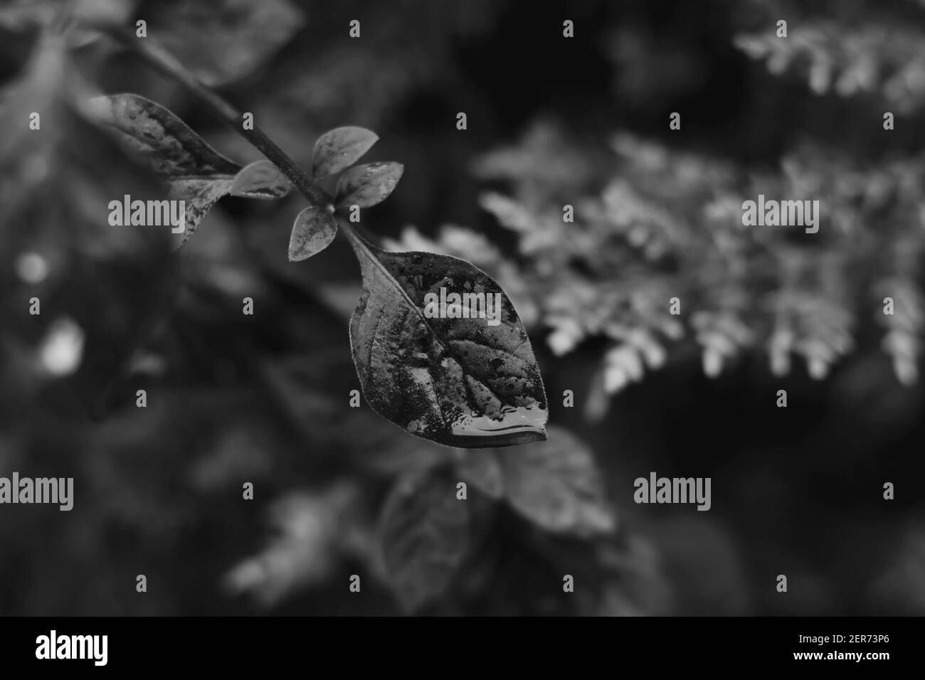 Flower purple color in Black and White Stock Photos & Images - Alamy