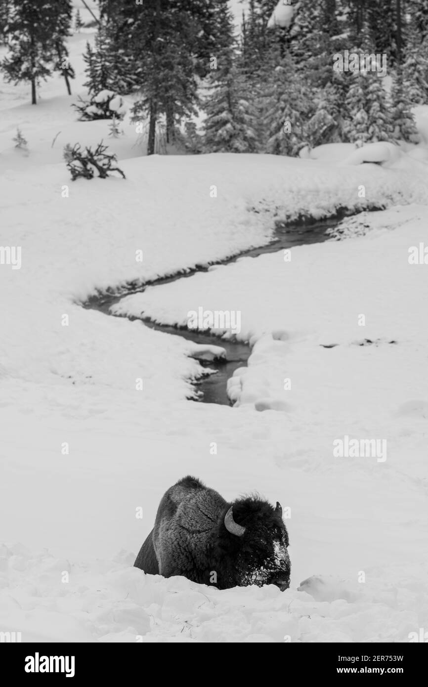 USA, Wyoming, Yellowstone National Park. Bison in the snow (WILD: Bison ...