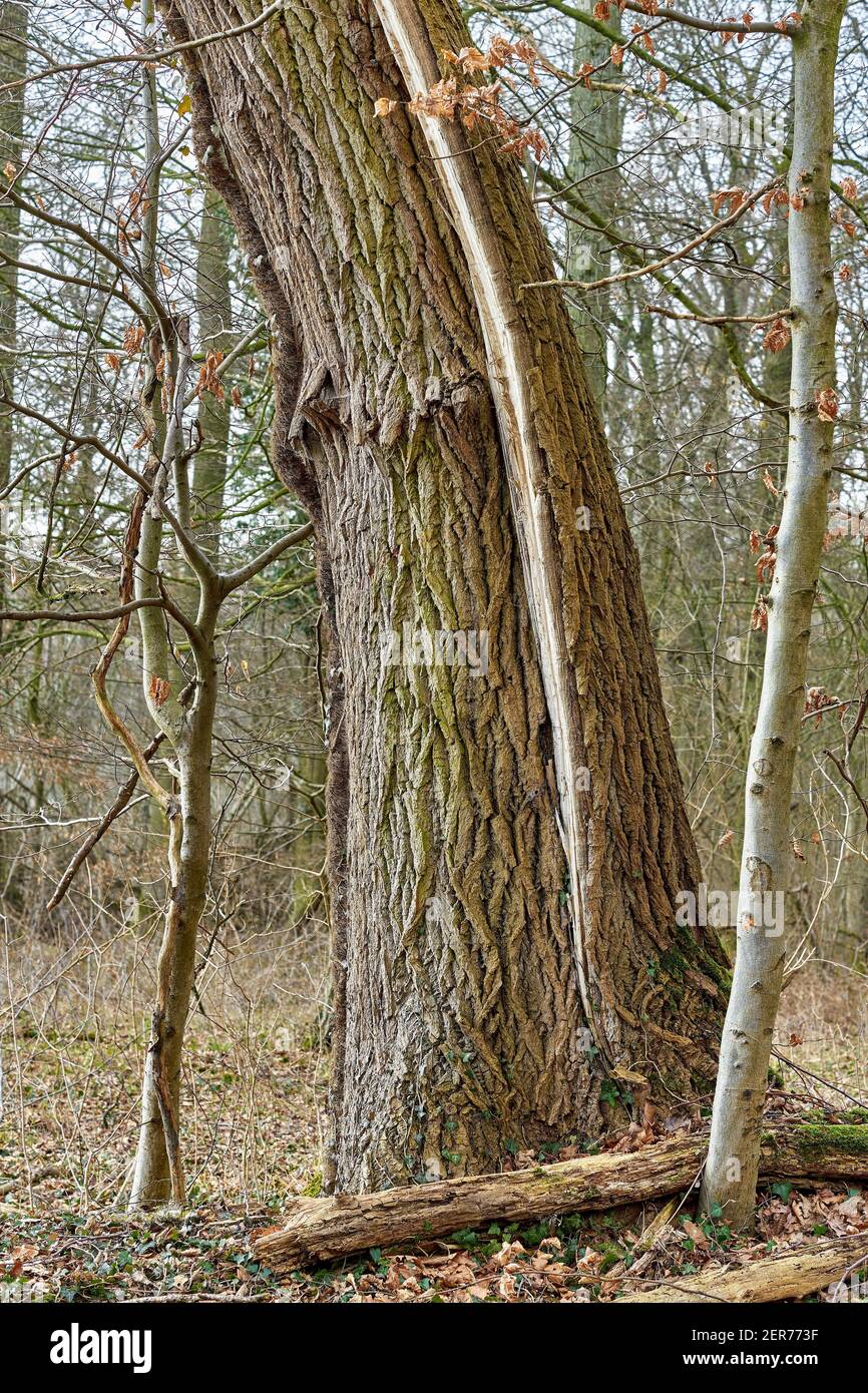Tree with long vertical crack. A hazard tree Stock Photo - Alamy