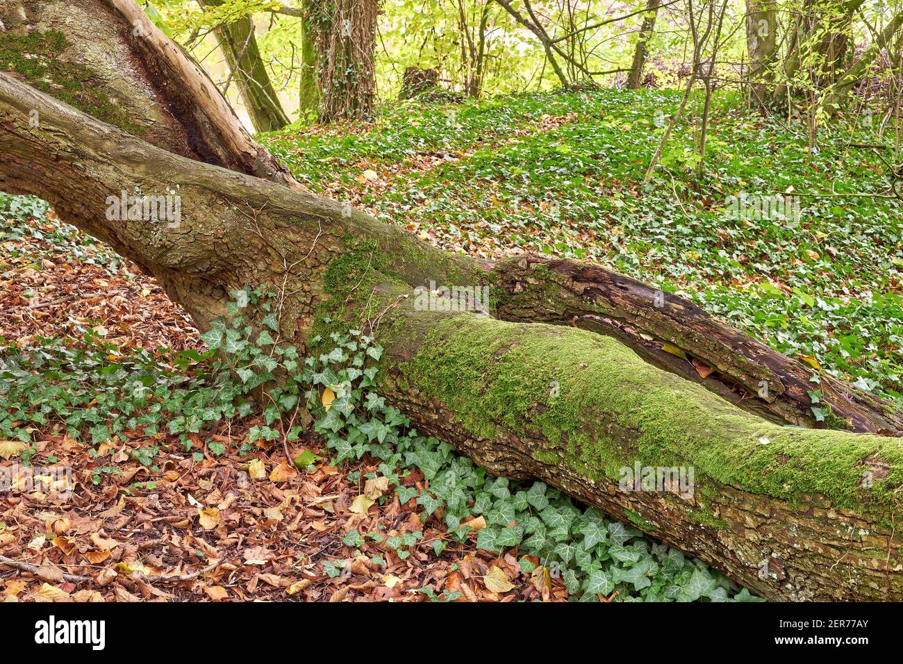 A big branch of an old lime tree in the forest. (Tilia platyphyllos ...