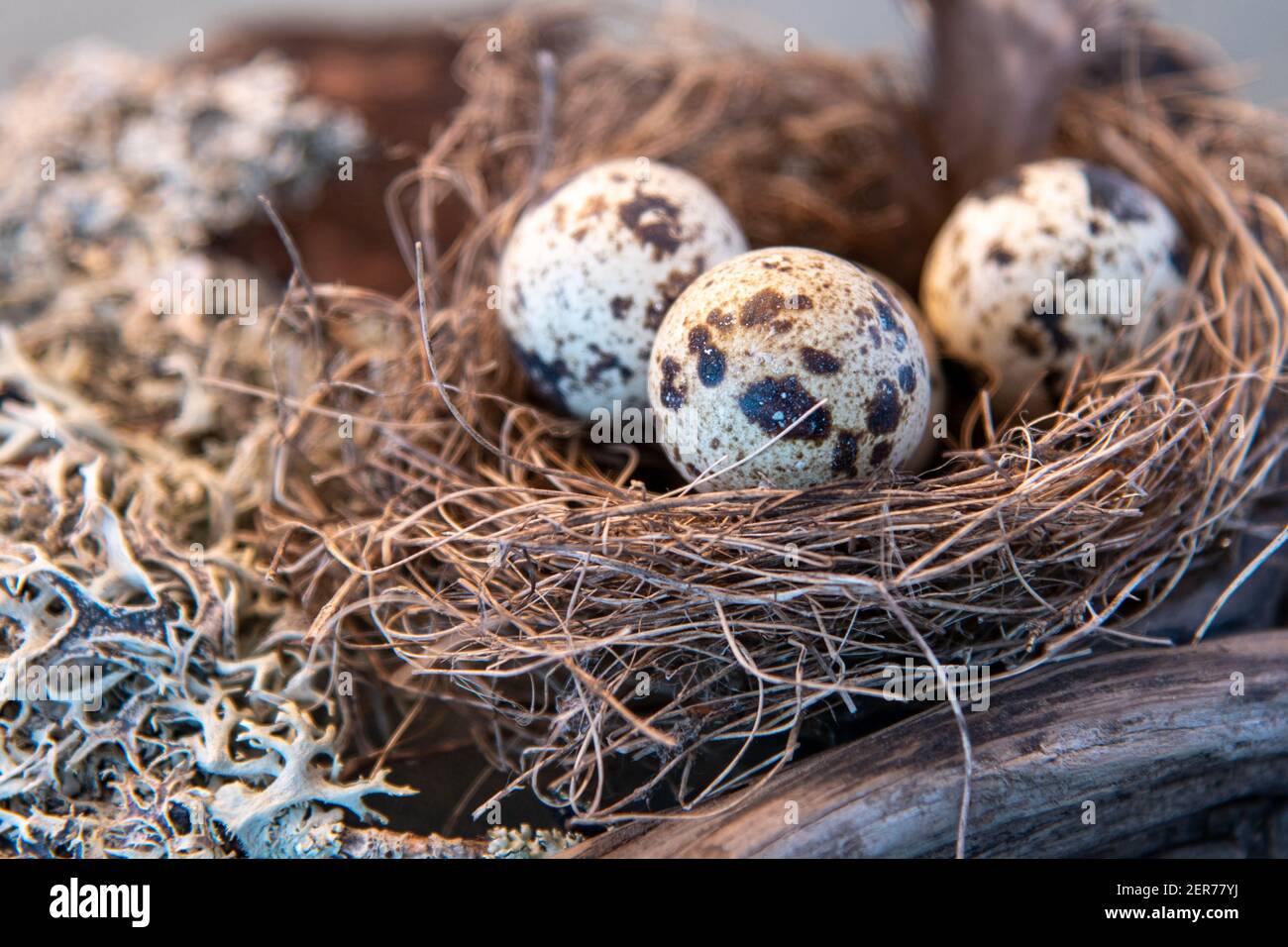 Easter decorative basket hi-res stock photography and images - Alamy