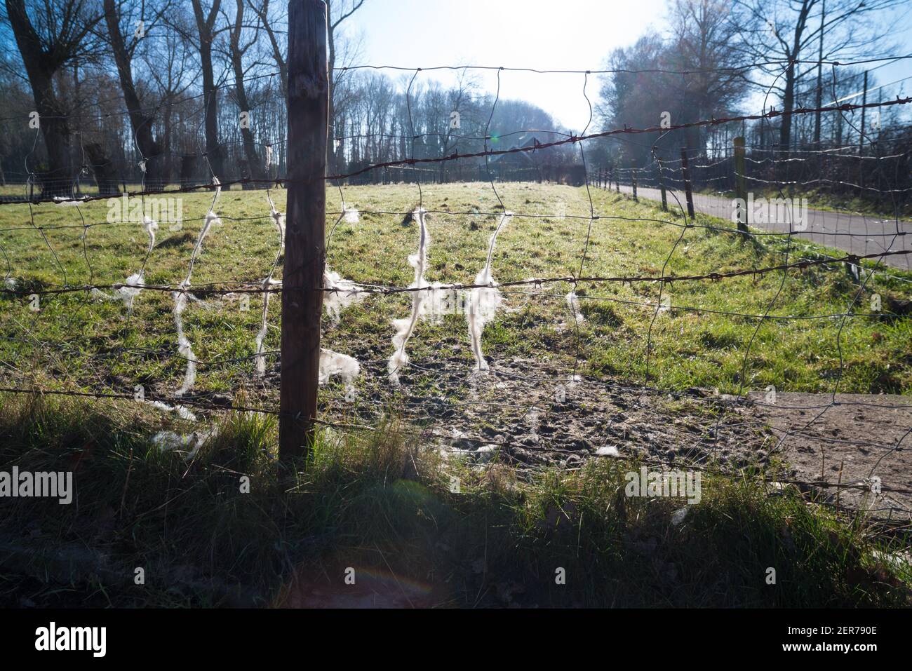 Wool caught on wire hi-res stock photography and images - Alamy