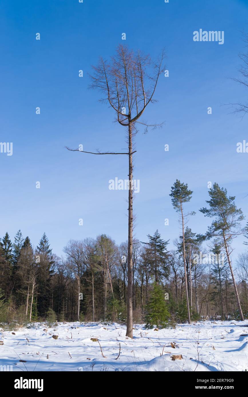 single dead tree in a snowy white forest Stock Photo - Alamy