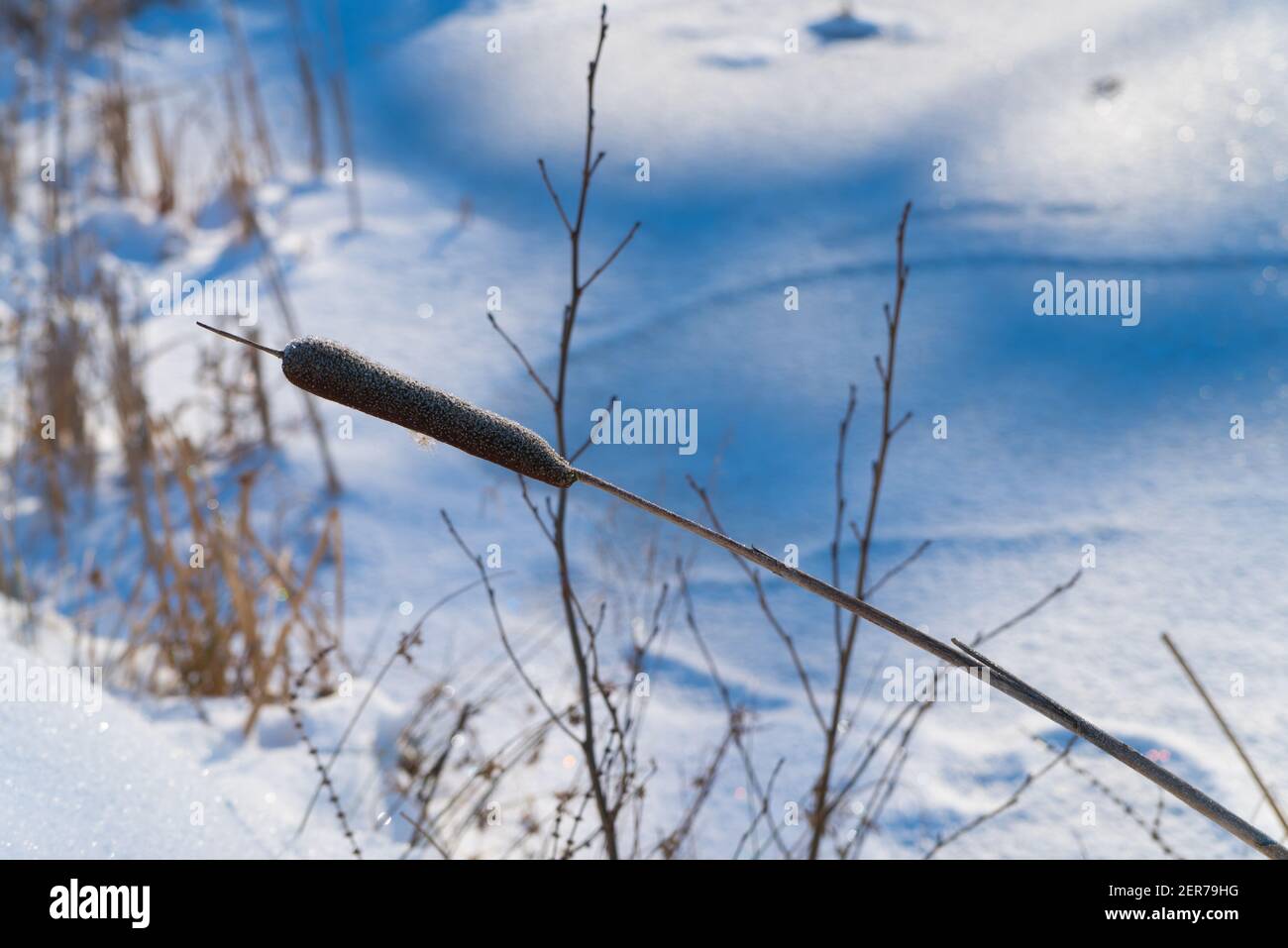 Single cattail in pond hi-res stock photography and images - Alamy