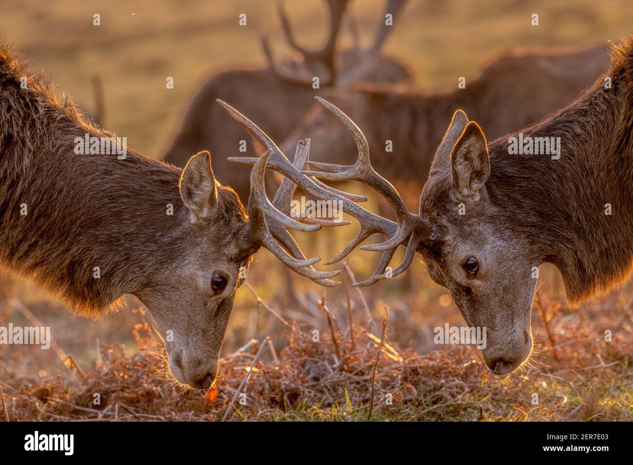 Two male deer clash antlers in rutting season, backlit by winter ...