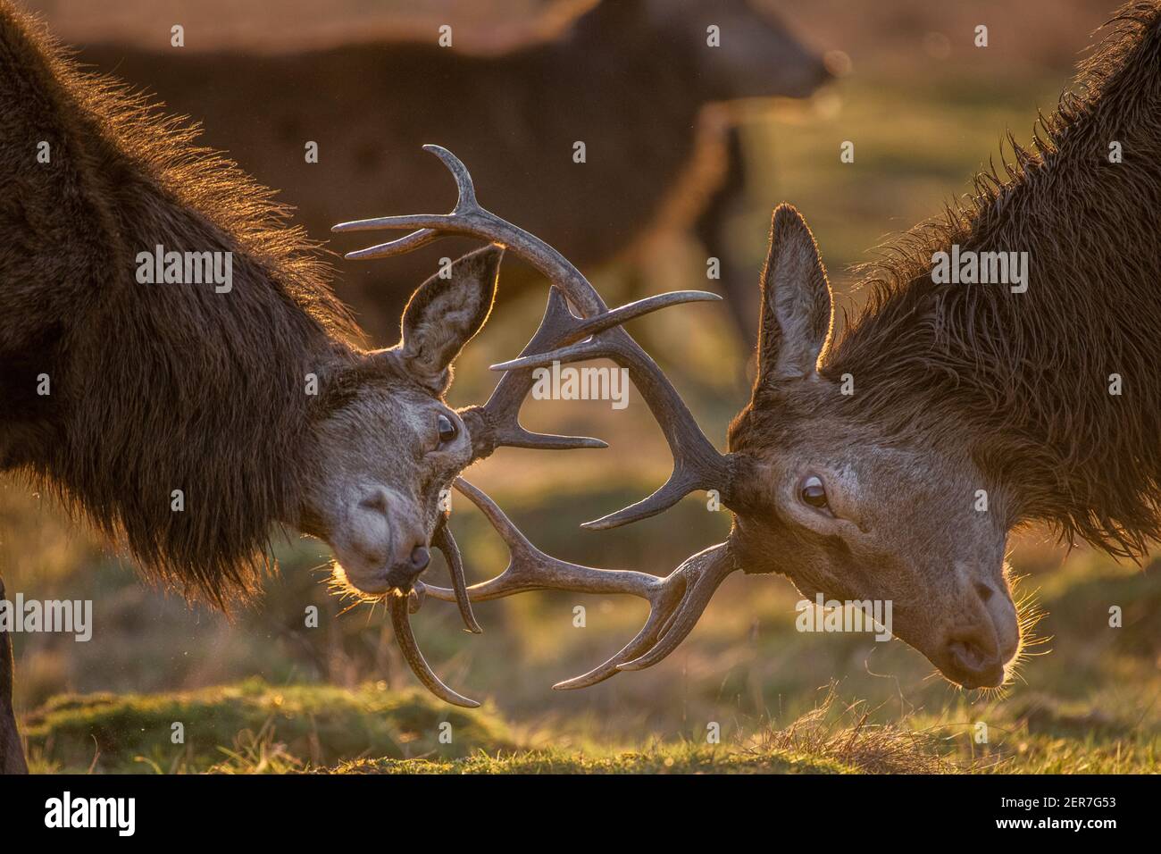 Two male deer clash antlers in rutting season, backlit by winter ...
