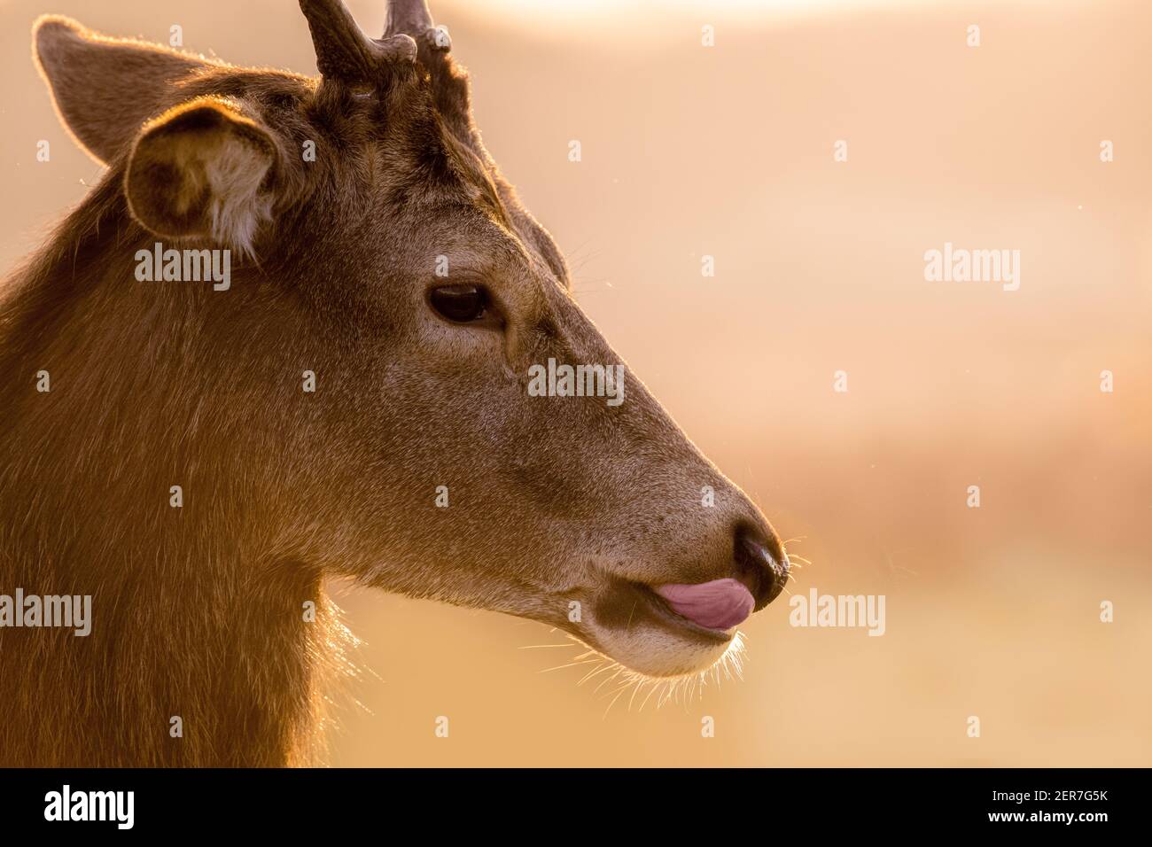 Deer licking lips hi-res stock photography and images - Alamy