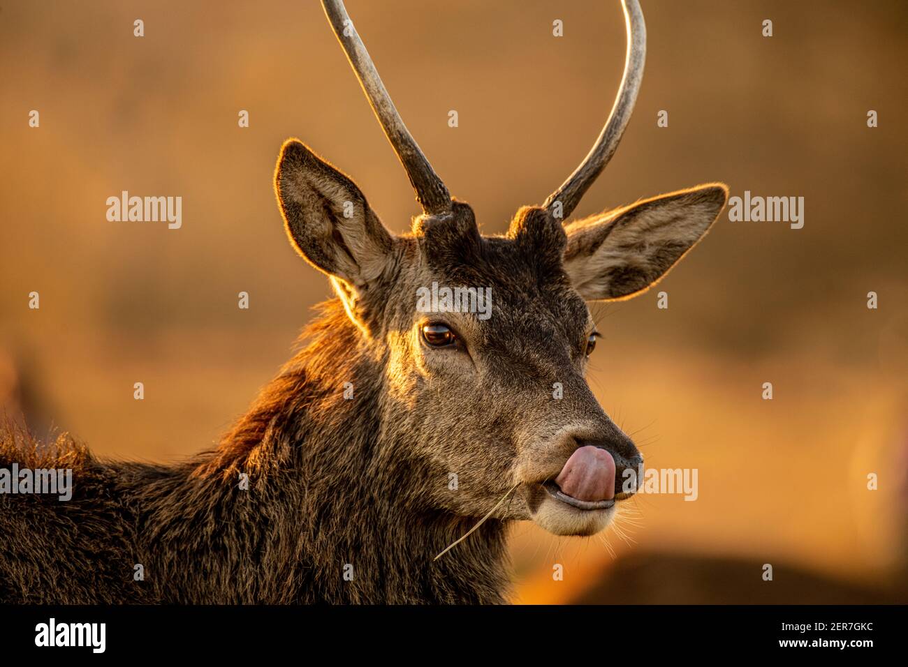 A male deer lick it's snout with a pink tongue Stock Photo - Alamy