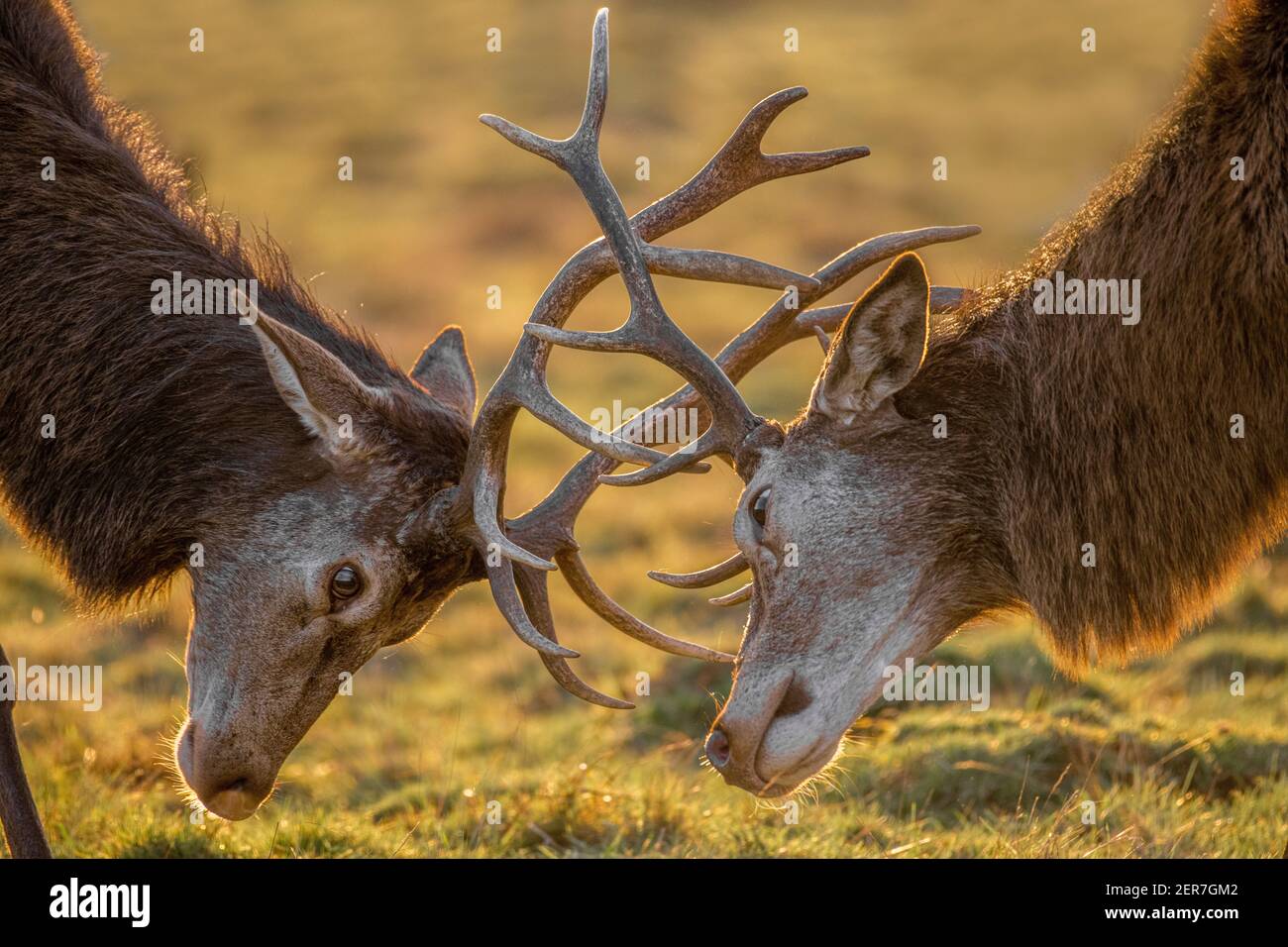 Sunny sunsine sun hi-res stock photography and images - Alamy