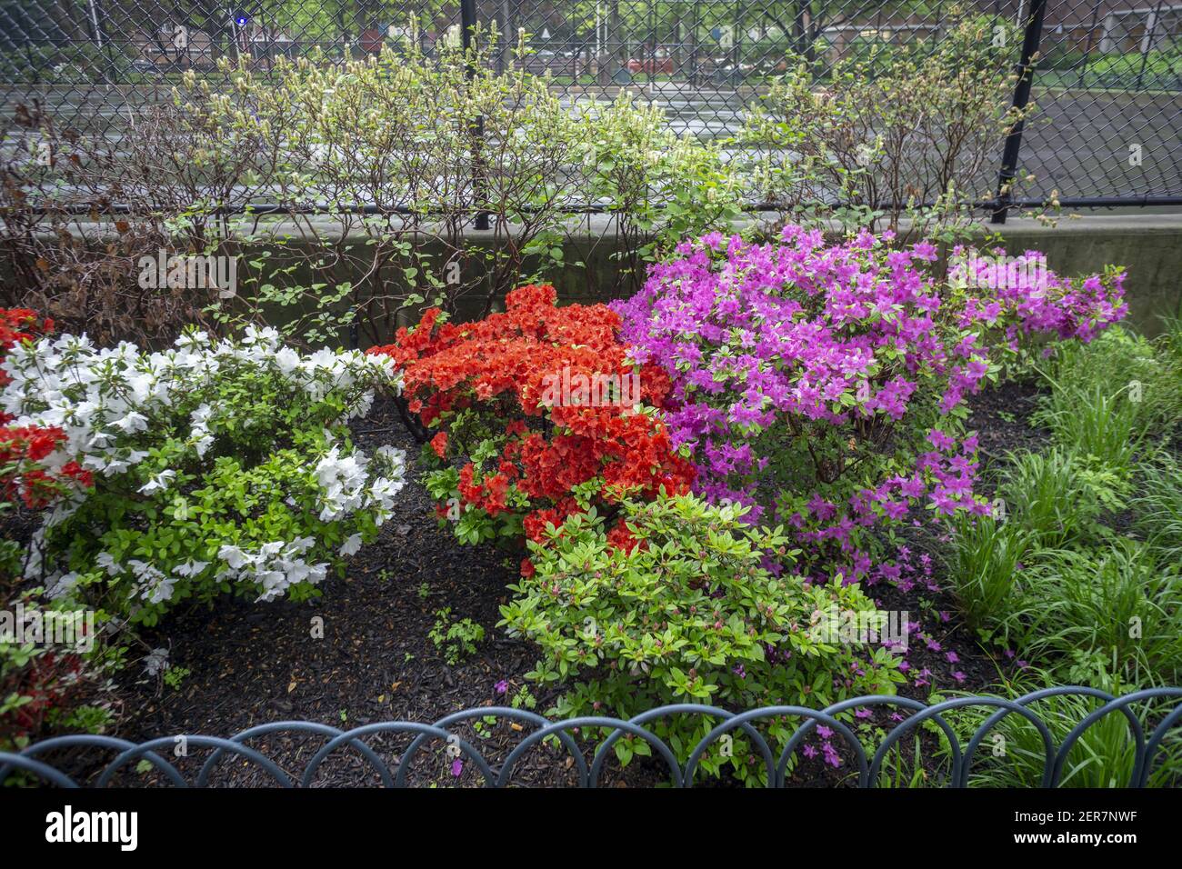 Landscaping in a aprtment building complex in Chelsea in New York is ...