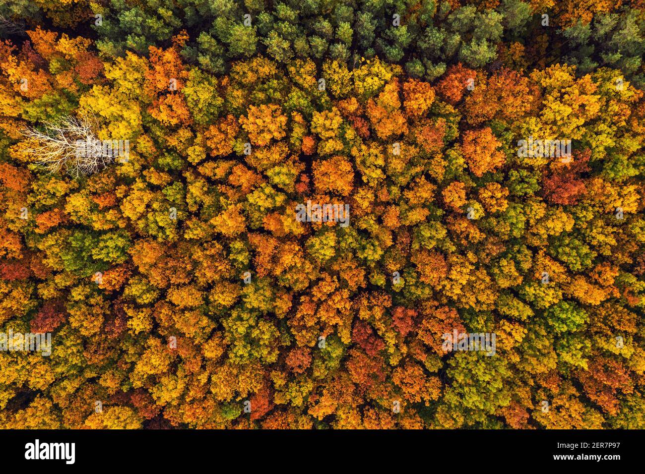 Colourful autumn forest form above, captured with a drone. Natural ...