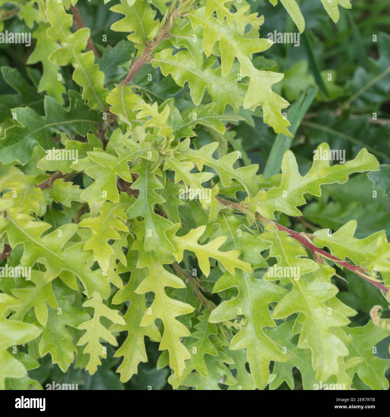 Turkisk ek hi-res stock photography and images - Alamy