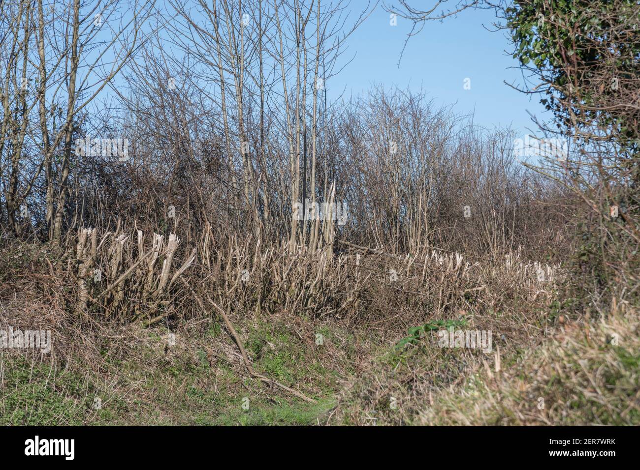 Example of flail-cut hedge cutting country hedgerow, set against ...