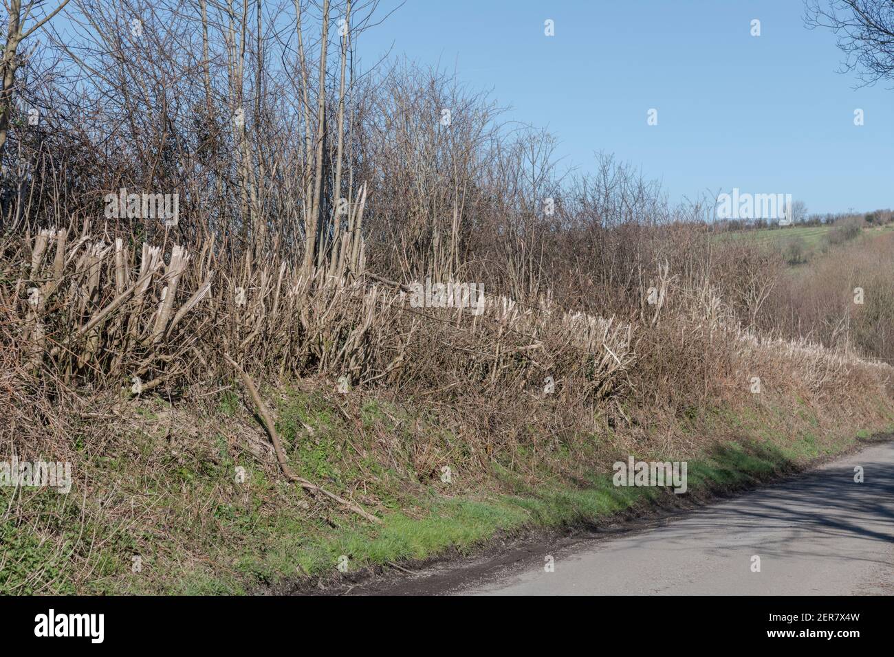 Example of flail-cut hedge cutting country hedgerow, set against ...