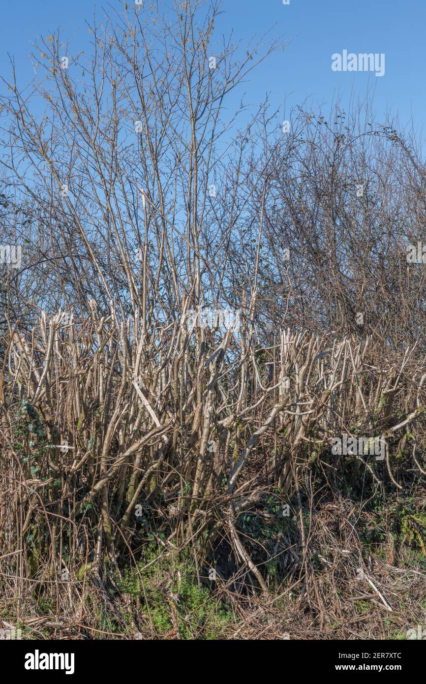 Example of flail-cut hedge cutting country hedgerow, set against ...